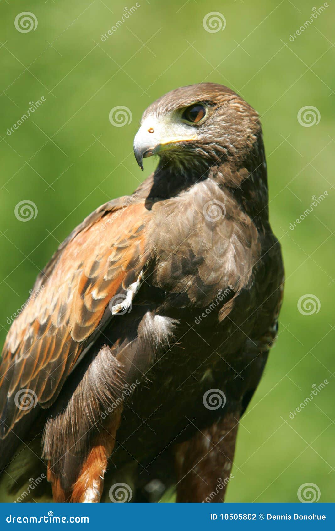Harris Hawk Portrait stock photo. Image of nature, wildlife - 10505802