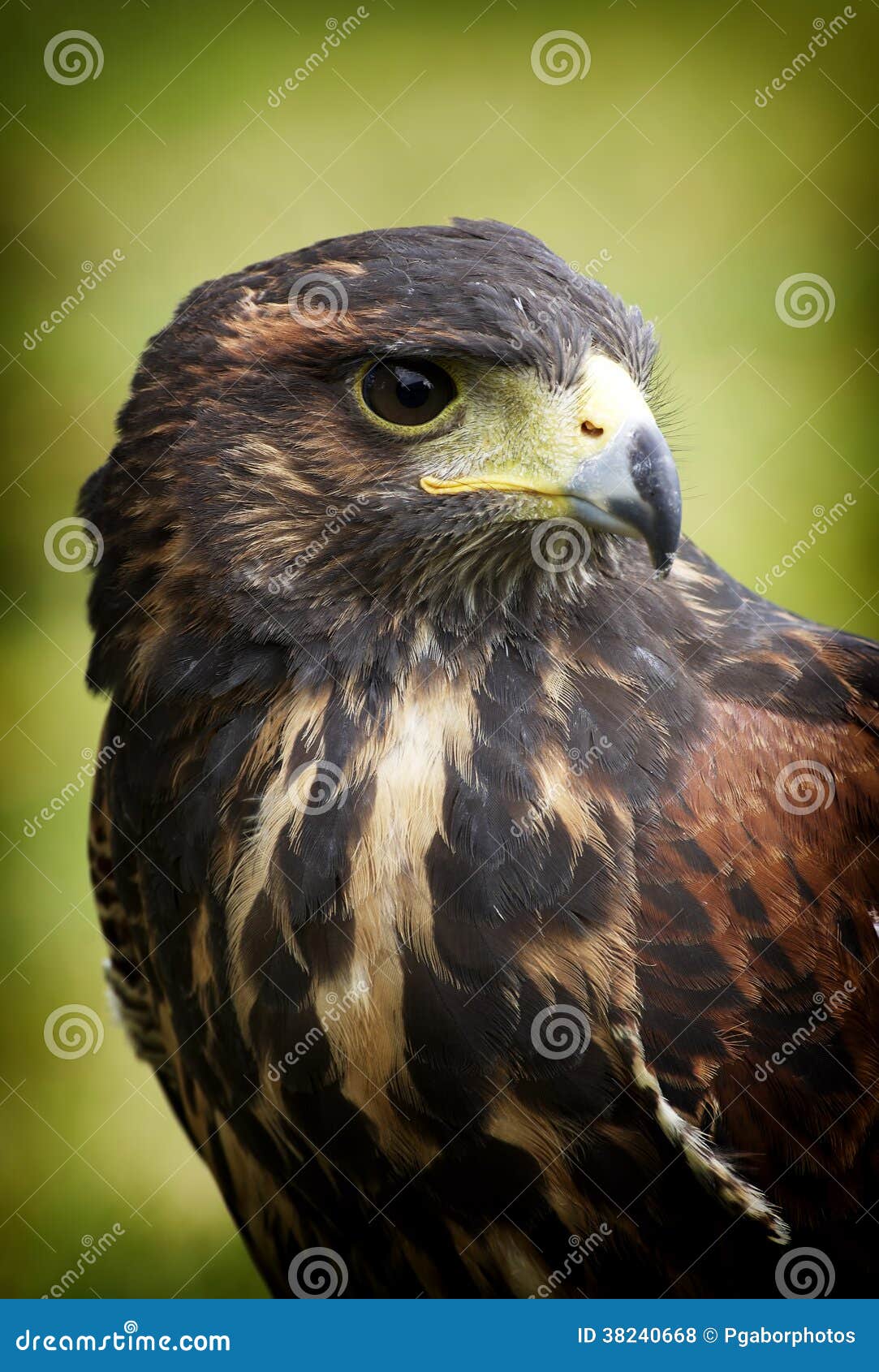 Harris hawk portrait stock photo. Image of bill, outdoors - 38240668