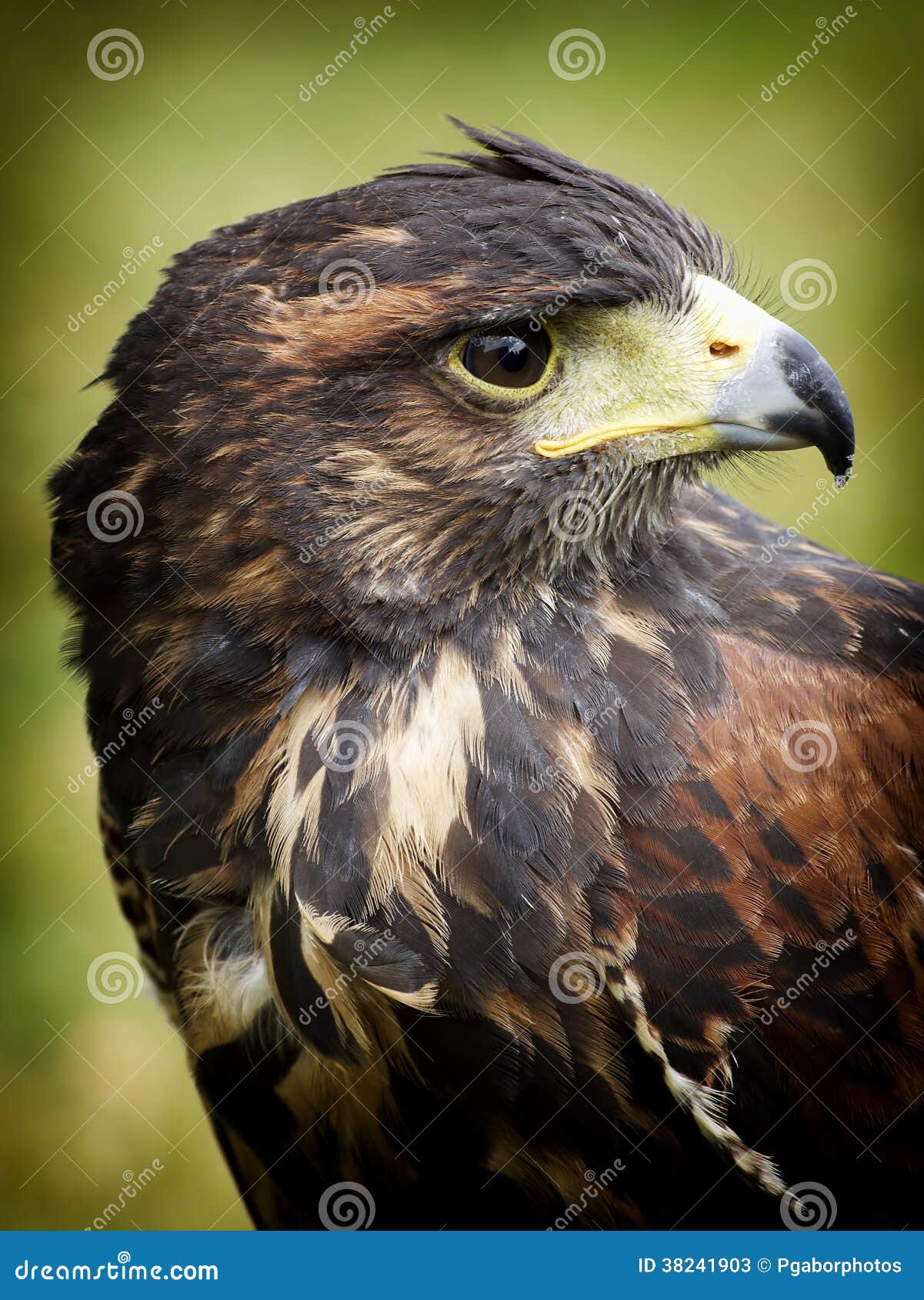 Harris hawk portrait stock image. Image of bill, moving - 38241903