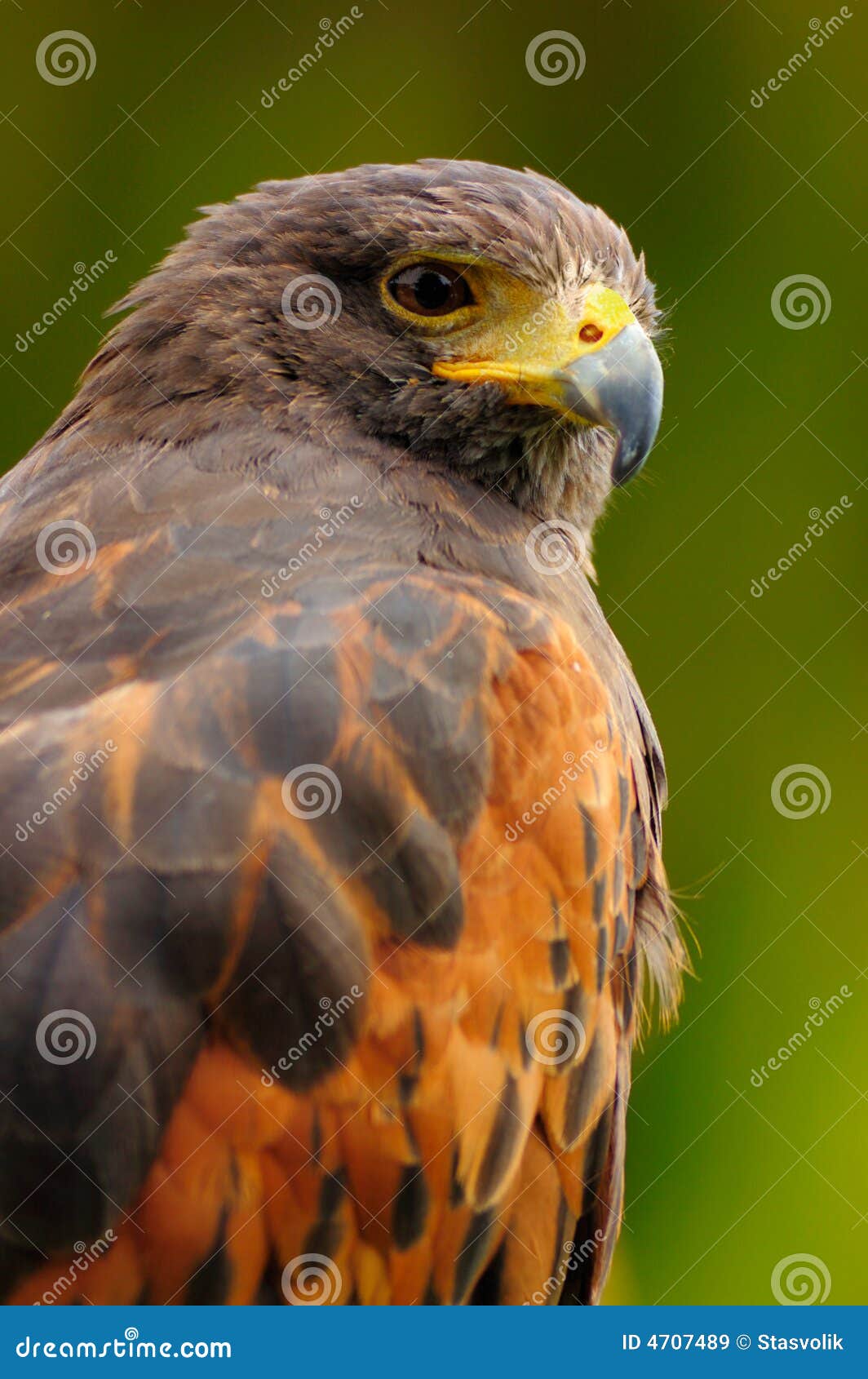 Harris hawk portrait stock image. Image of unicinctus - 4707489