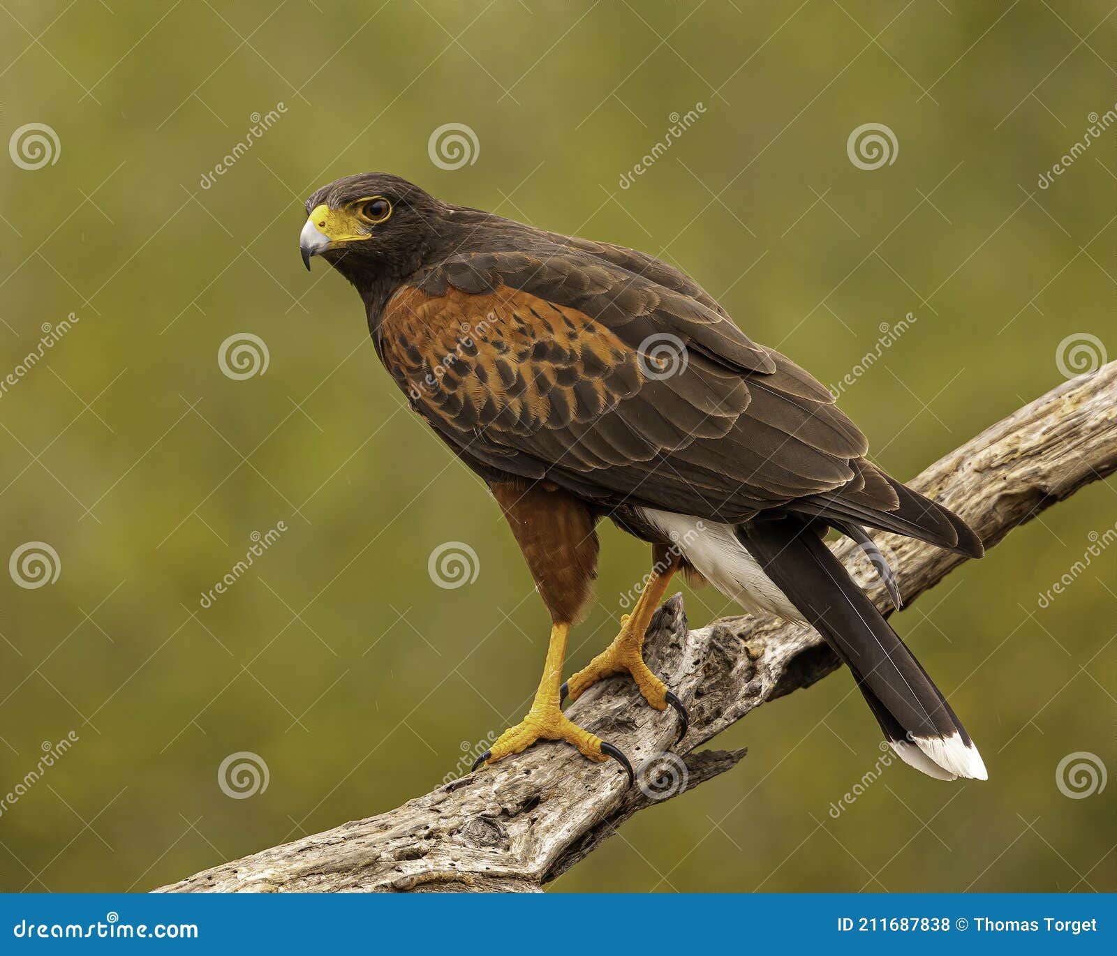 Handsome Harris` Hawk Raptor Poses On Tree Limb In Texas Royalty-Free ...