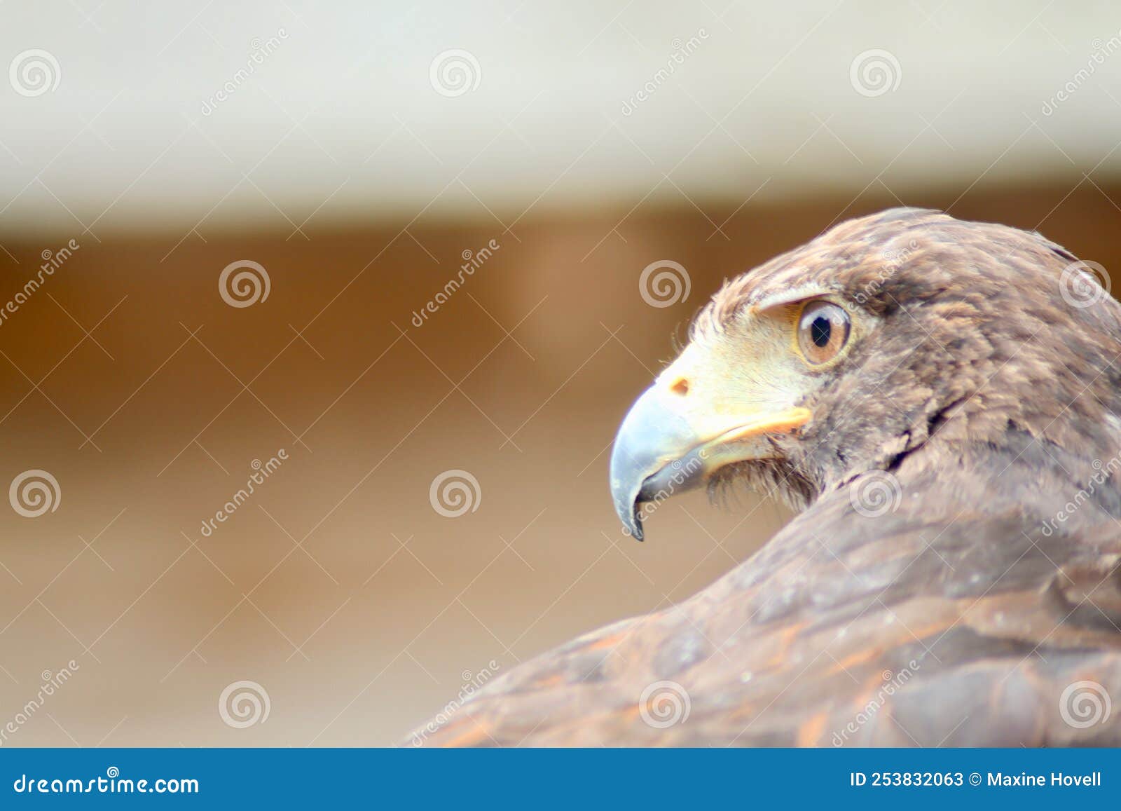 Harris Hawk in Side Profile Stock Image - Image of close, falcon: 253832063