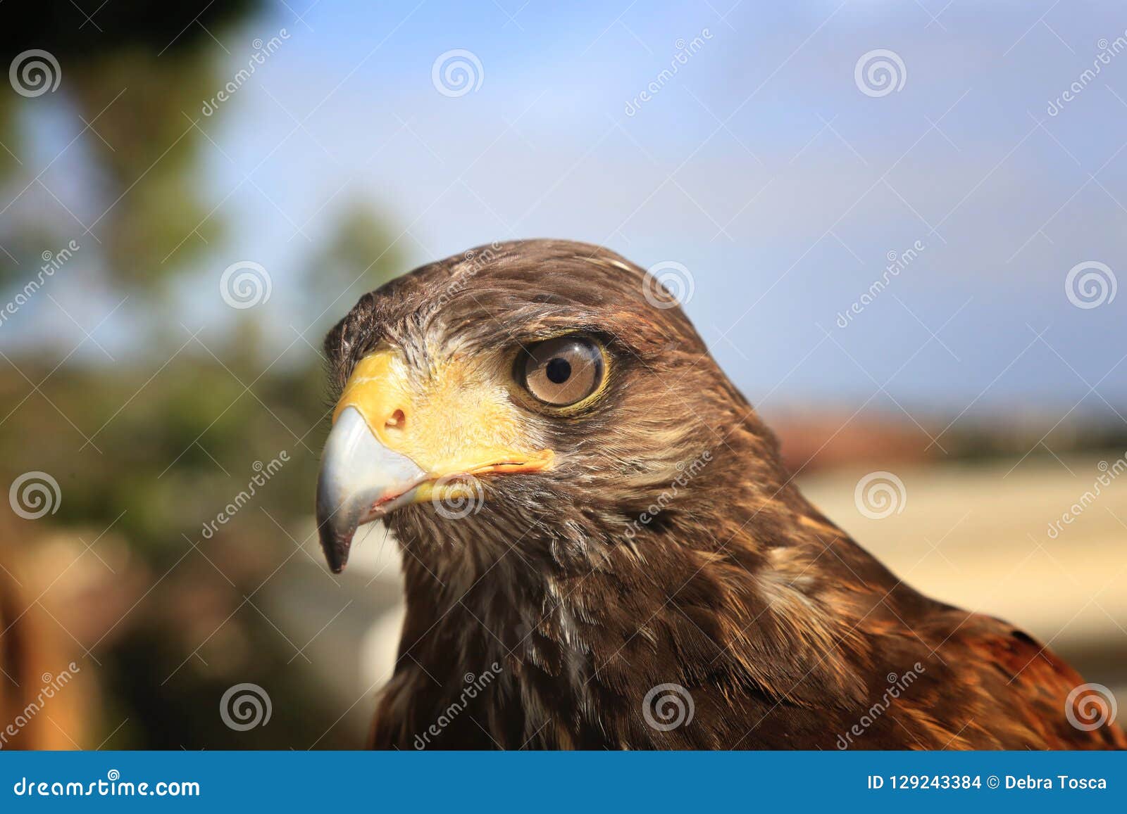 Harris Hawk stock photo. Image of hawk, beak, side, profile - 129243384