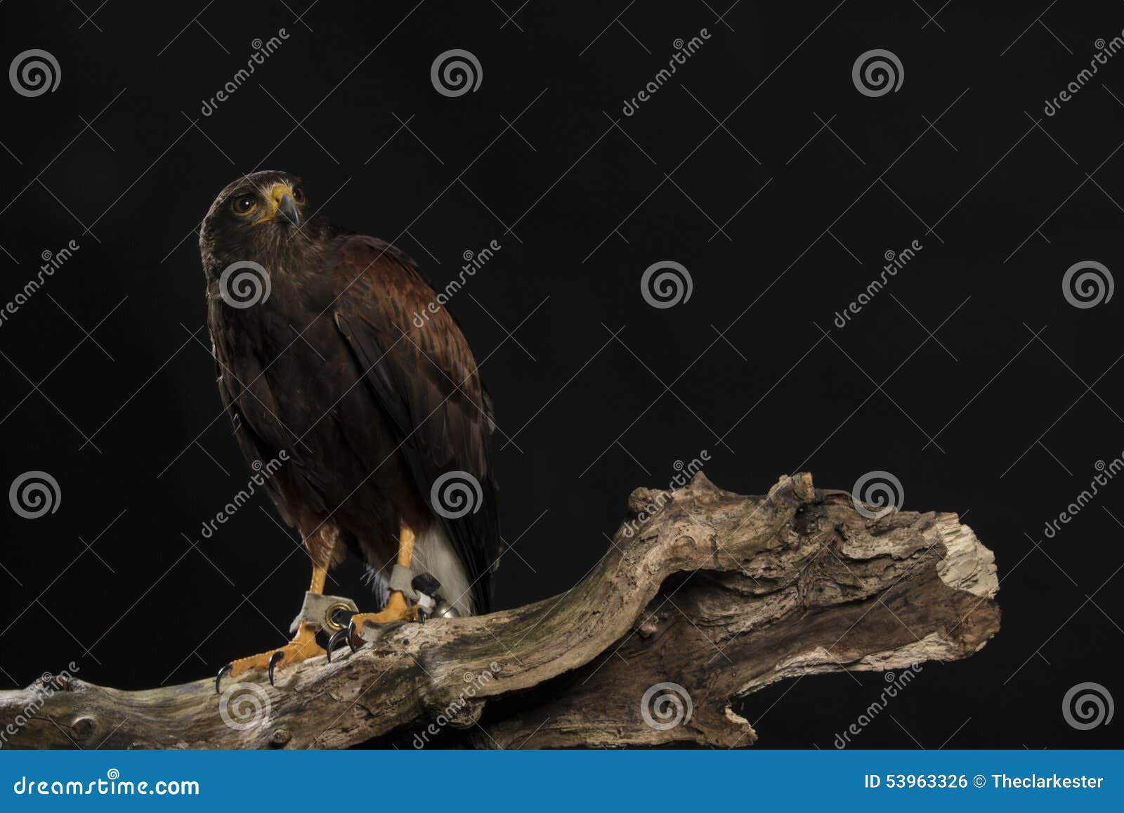 Harris Hawk Sitting on Branch Stock Photo - Image of harris, bird: 53963326