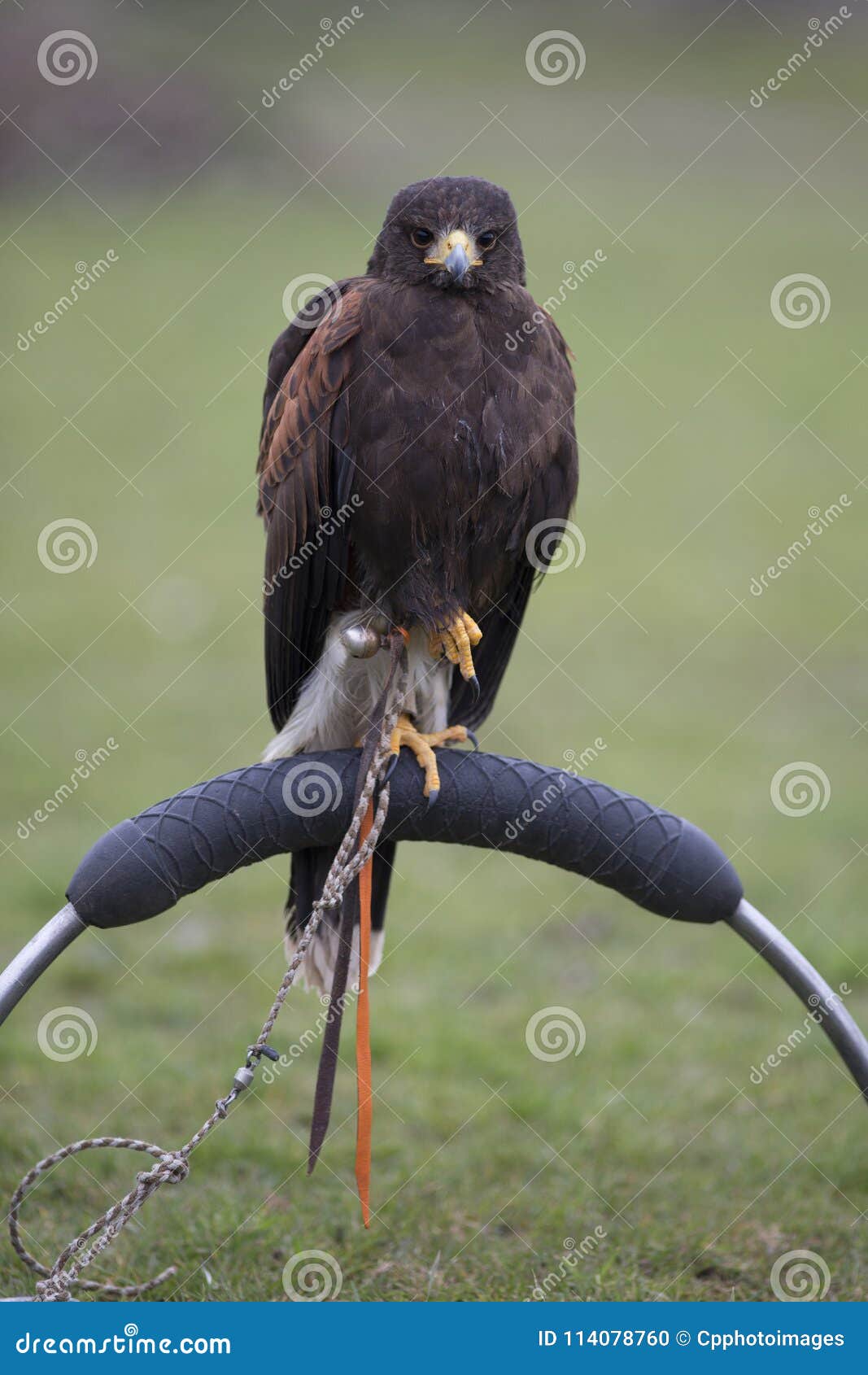 Harris Hawk Sitting on a Perch Stock Photo - Image of black, beak ...
