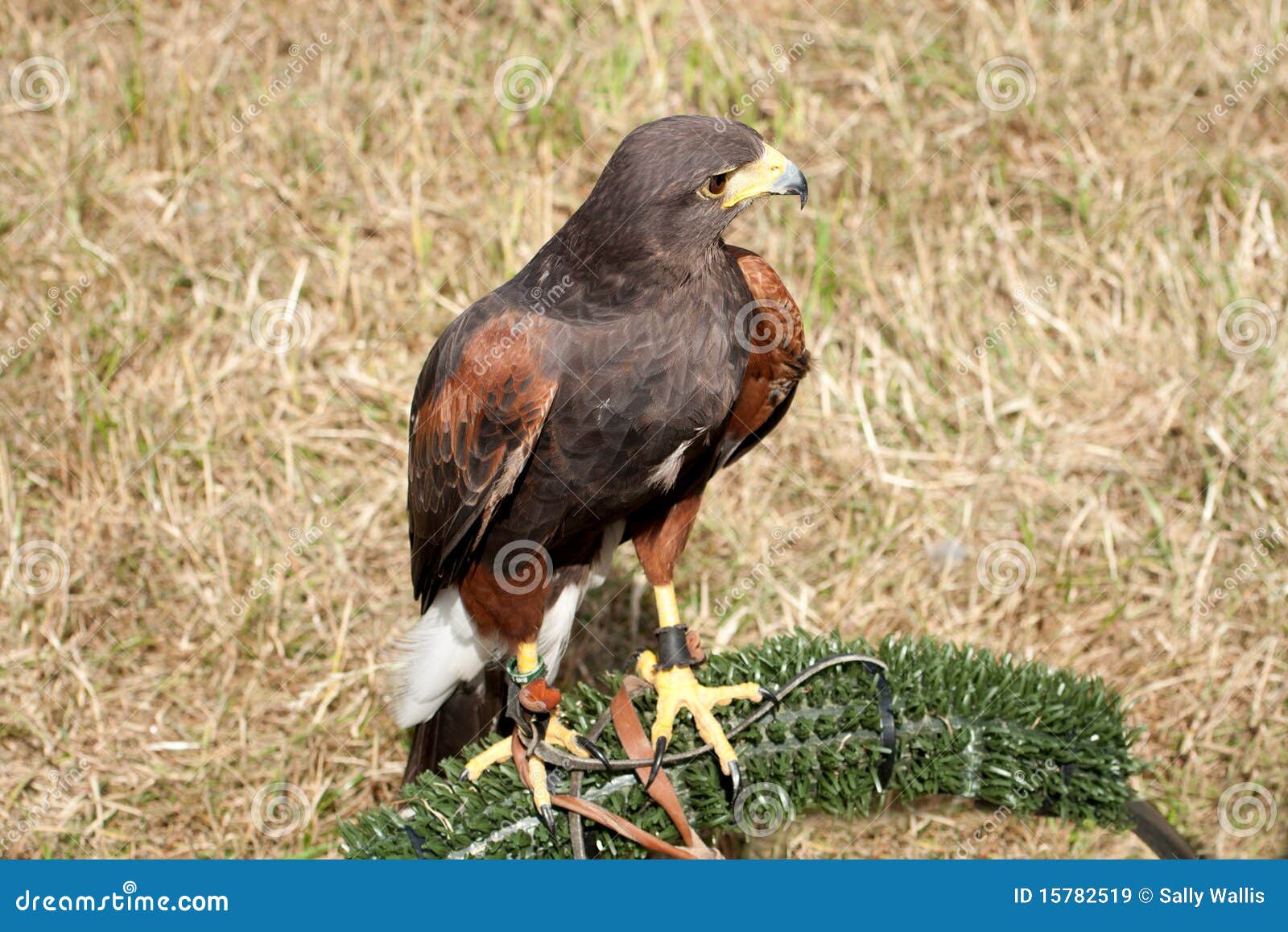 Harris Hawk on stand stock image. Image of predator, harris - 15782519
