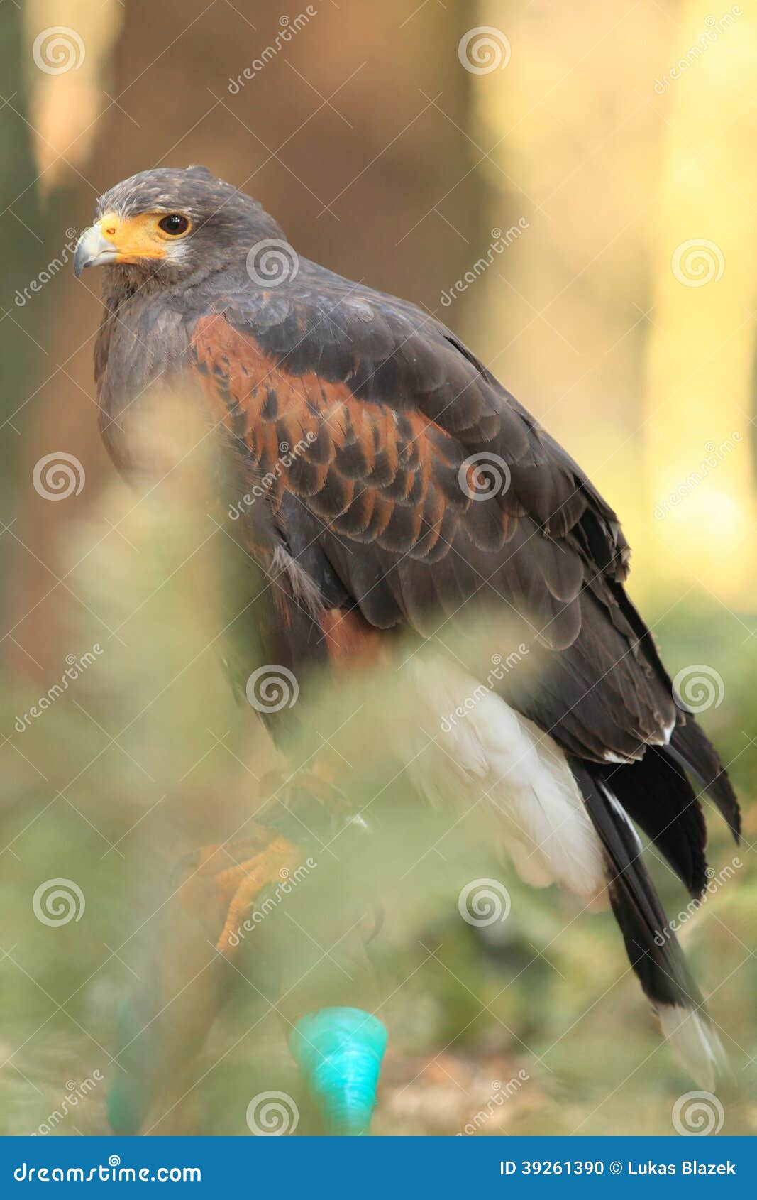 Harris hawk stock photo. Image of animal, standing, dusky - 39261390