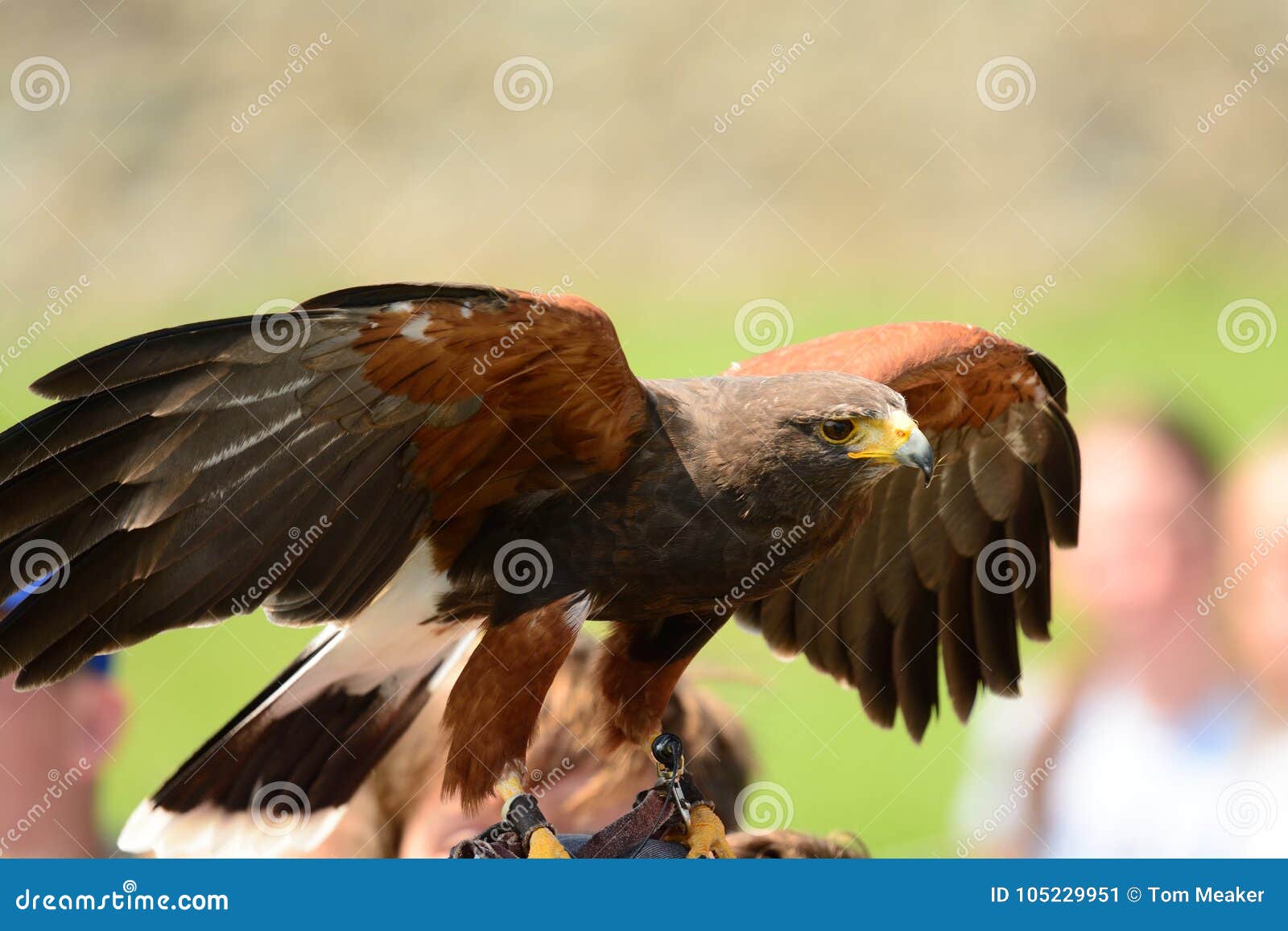 Harris Hawk Standing on a Persons Head Stock Image - Image of open ...