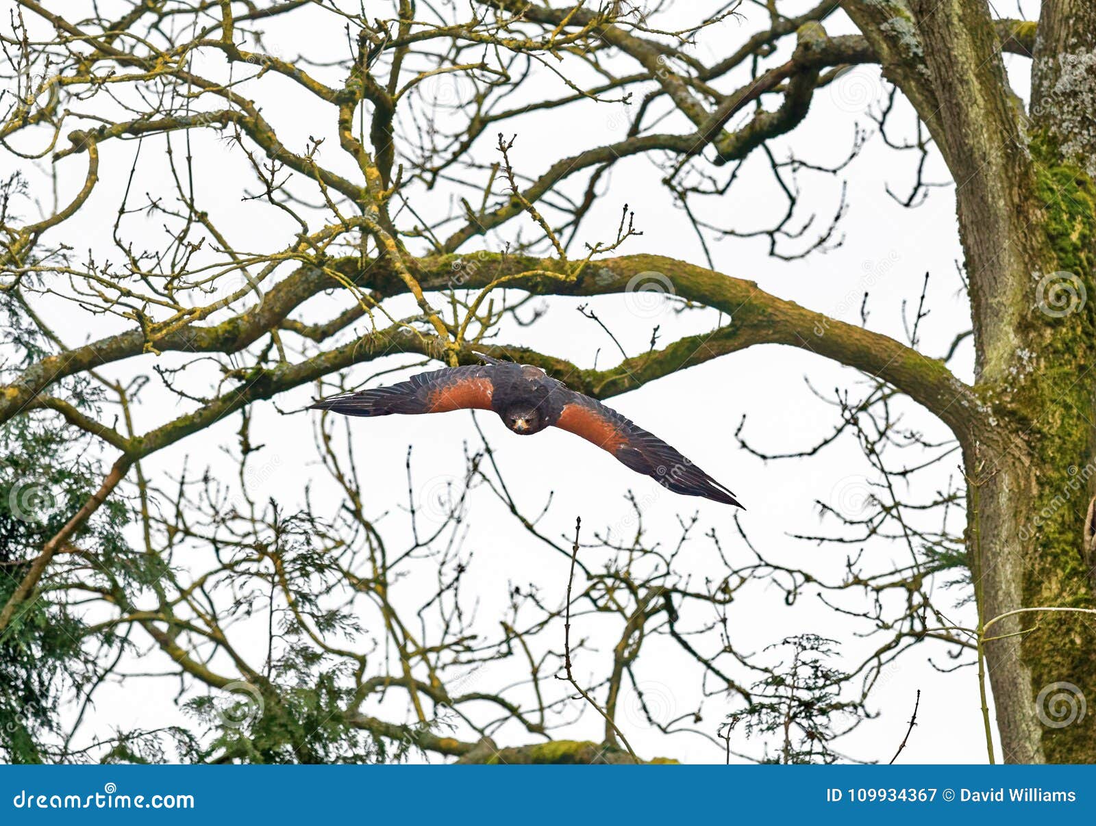 Harris Hawk Swooping in Flight Stock Image - Image of hunt, dusky ...