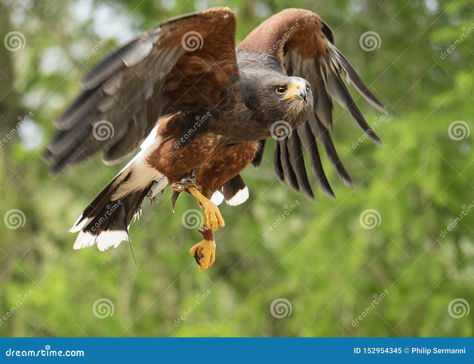 Harris hawk taking flight stock image. Image of tail - 152954345