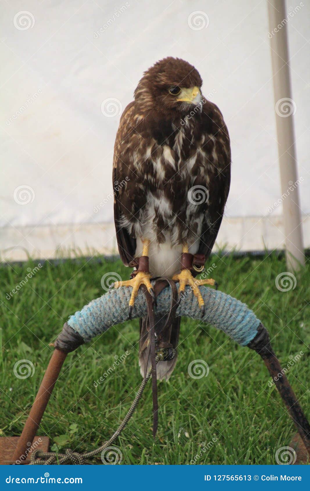 Harris Hawk editorial stock photo. Image of bird, hunter - 127565613