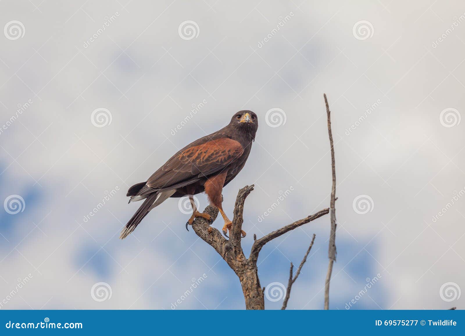 Harris Hawk on Tree Branch stock image. Image of hawk - 69575277