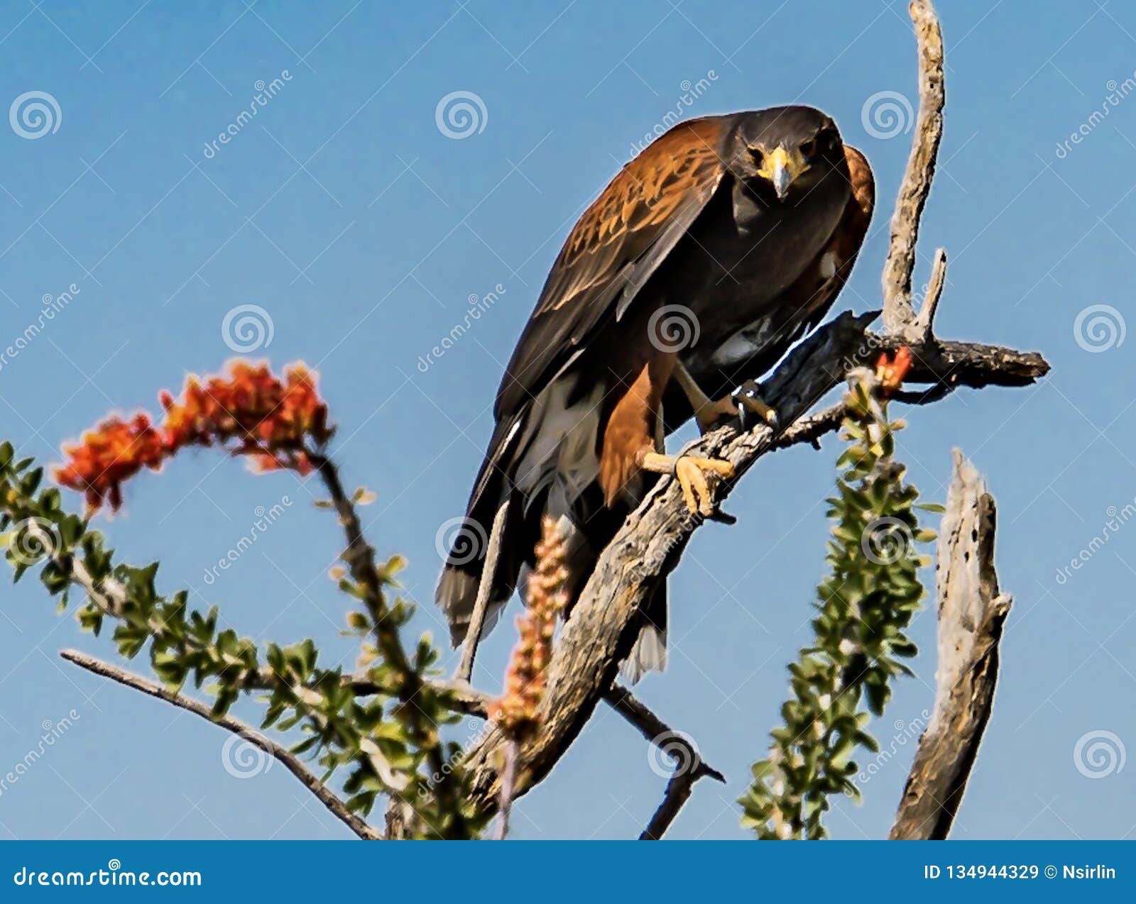Harris Hawk Tucson Arizona stock image. Image of harris - 134944329