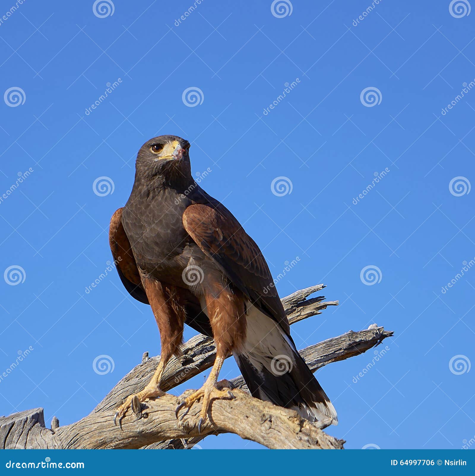Harris Hawk in Tucson, Arizona Stock Photo - Image of nature, avian ...