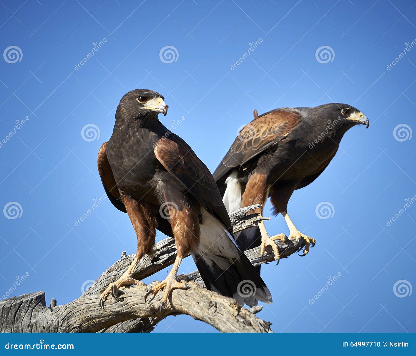 Harris Hawk in Tucson, Arizona Stock Photo - Image of bird, outdoor ...