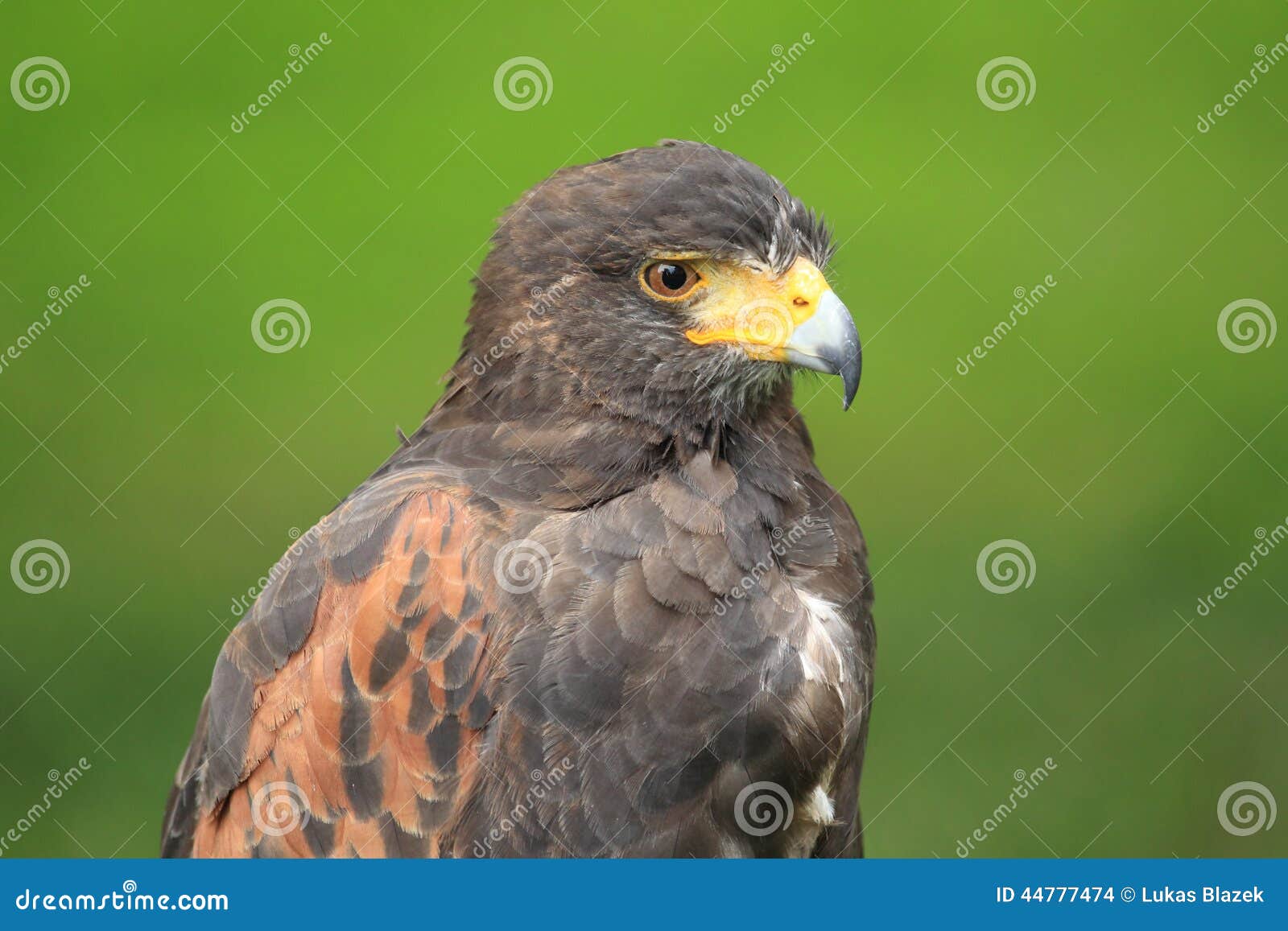 Harris hawk stock photo. Image of nature, adult, harris - 44777474