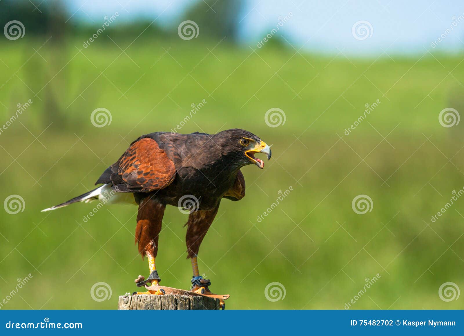 Harris Hawk on a Wooden Pole Stock Photo - Image of green, animal: 75482702