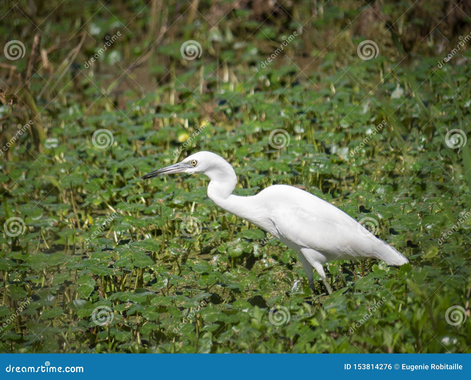 Cute juvenile Snowy egret stock photo. Image of park - 153814276
