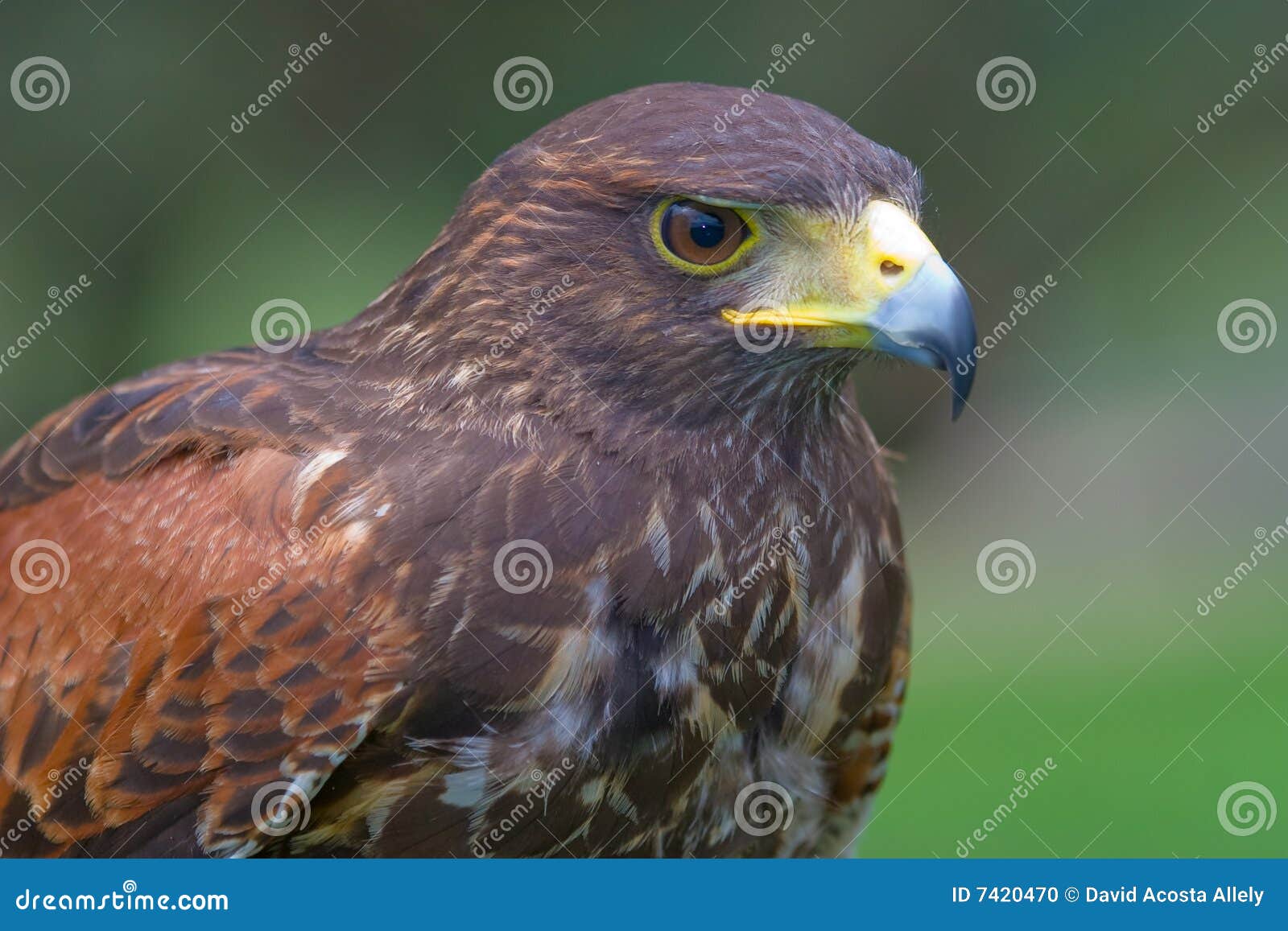Harris S Falcon (Parabuteo Unicintus) Stock Photo - Image of flight ...