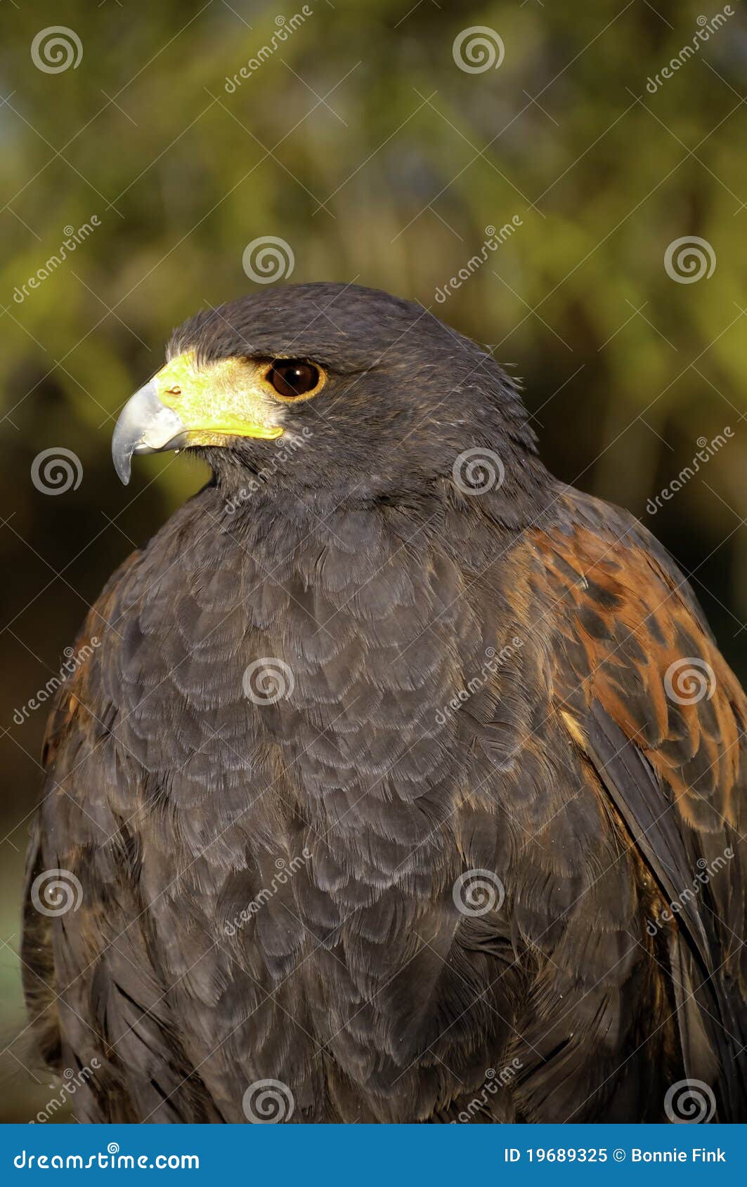 Harris s Hawk stock image. Image of parabuteo, captivity - 19689325