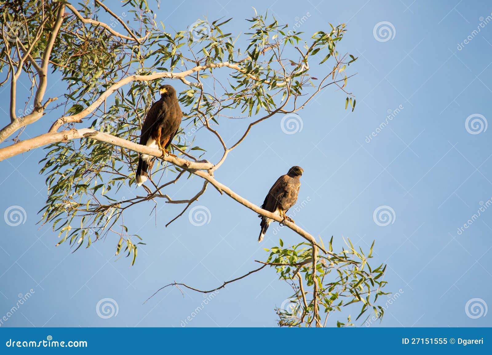 Harris s Hawk stock image. Image of animal, wildlife - 27151555