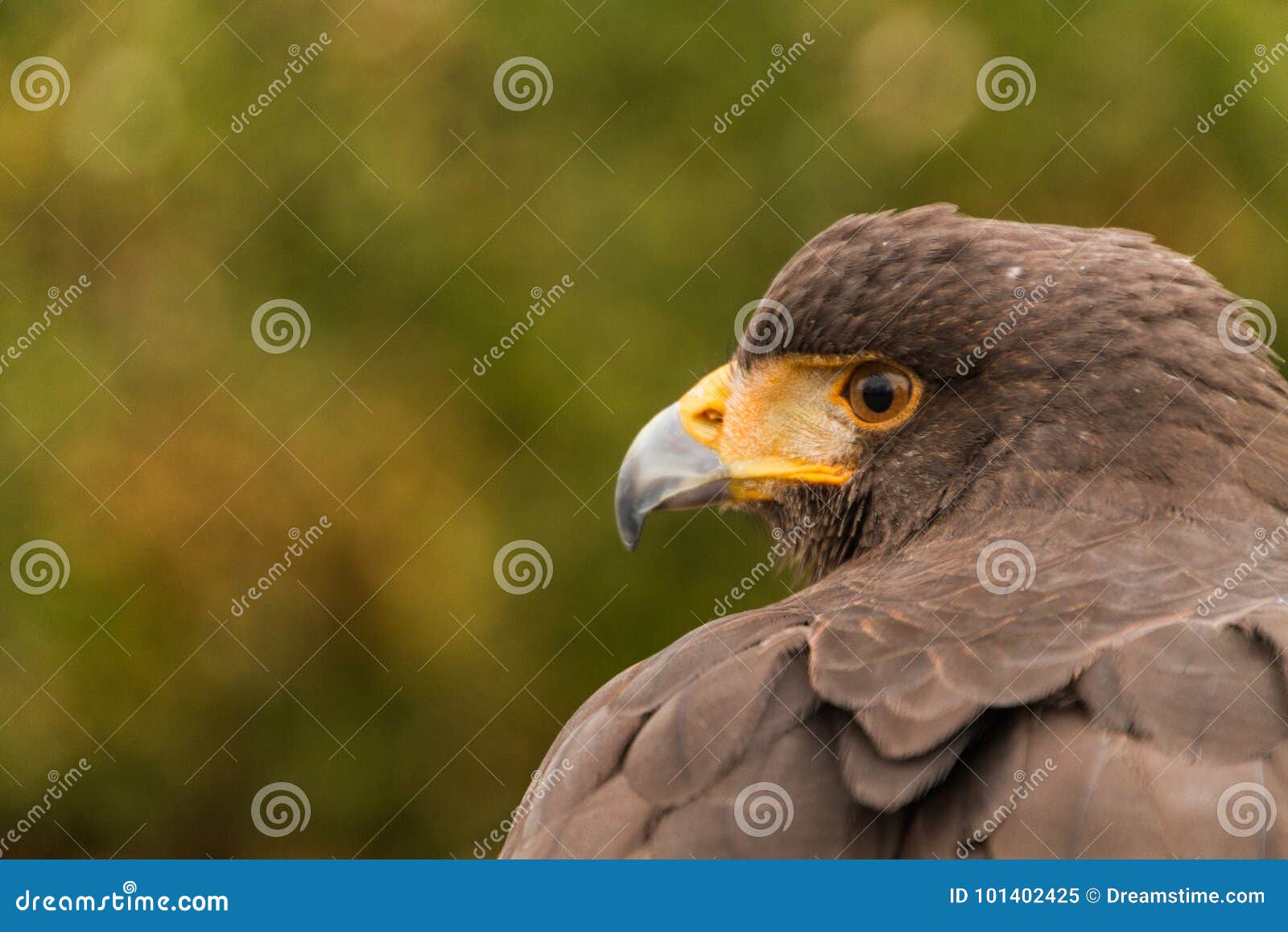 A Head of a Captive Harris Hawk, Falconry Stock Image - Image of wings ...