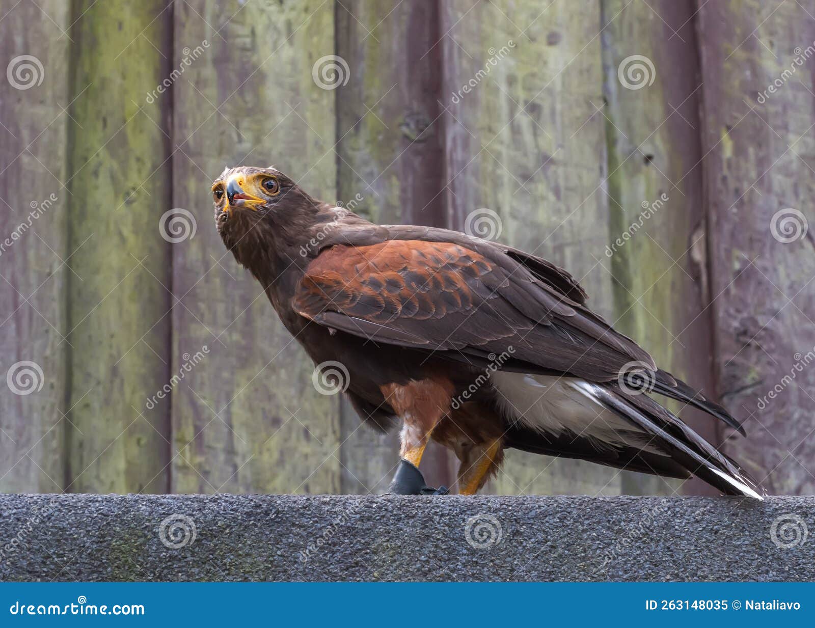 Harris`s Hawk, the Bay-winged Hawk, Dusky Hawk, a Wolf Hawk, a Medium ...