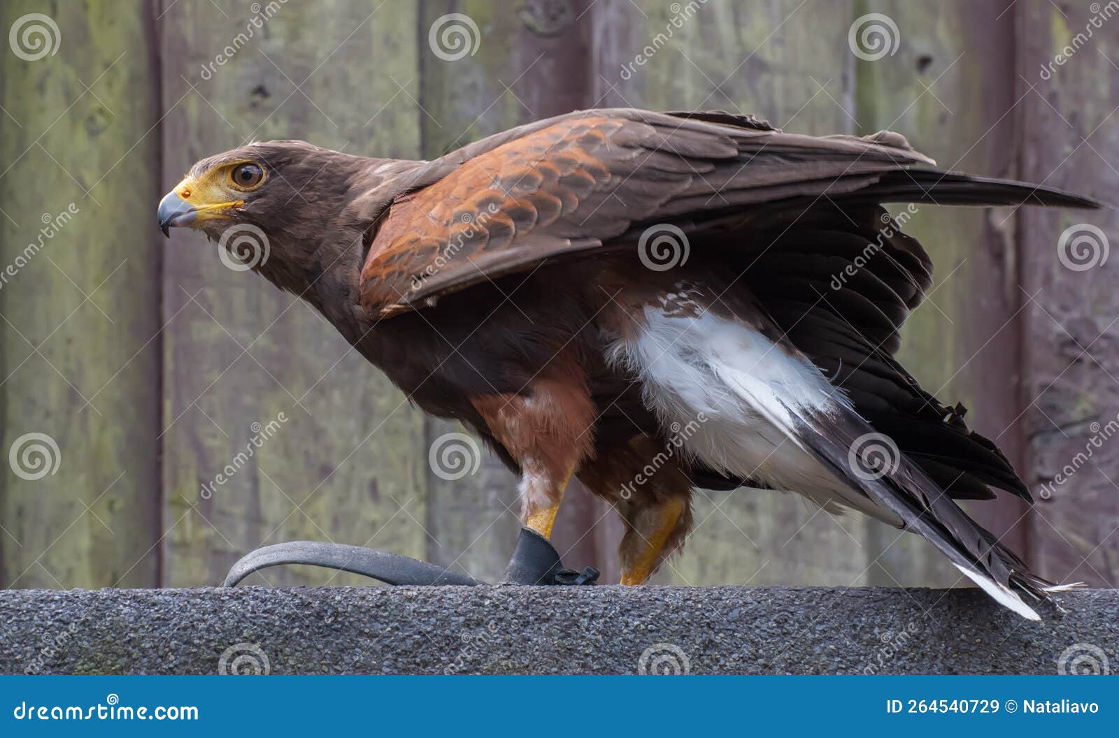 Harris`s Hawk, the Bay-winged Hawk, Dusky Hawk, a Wolf Hawk, Peuco ...