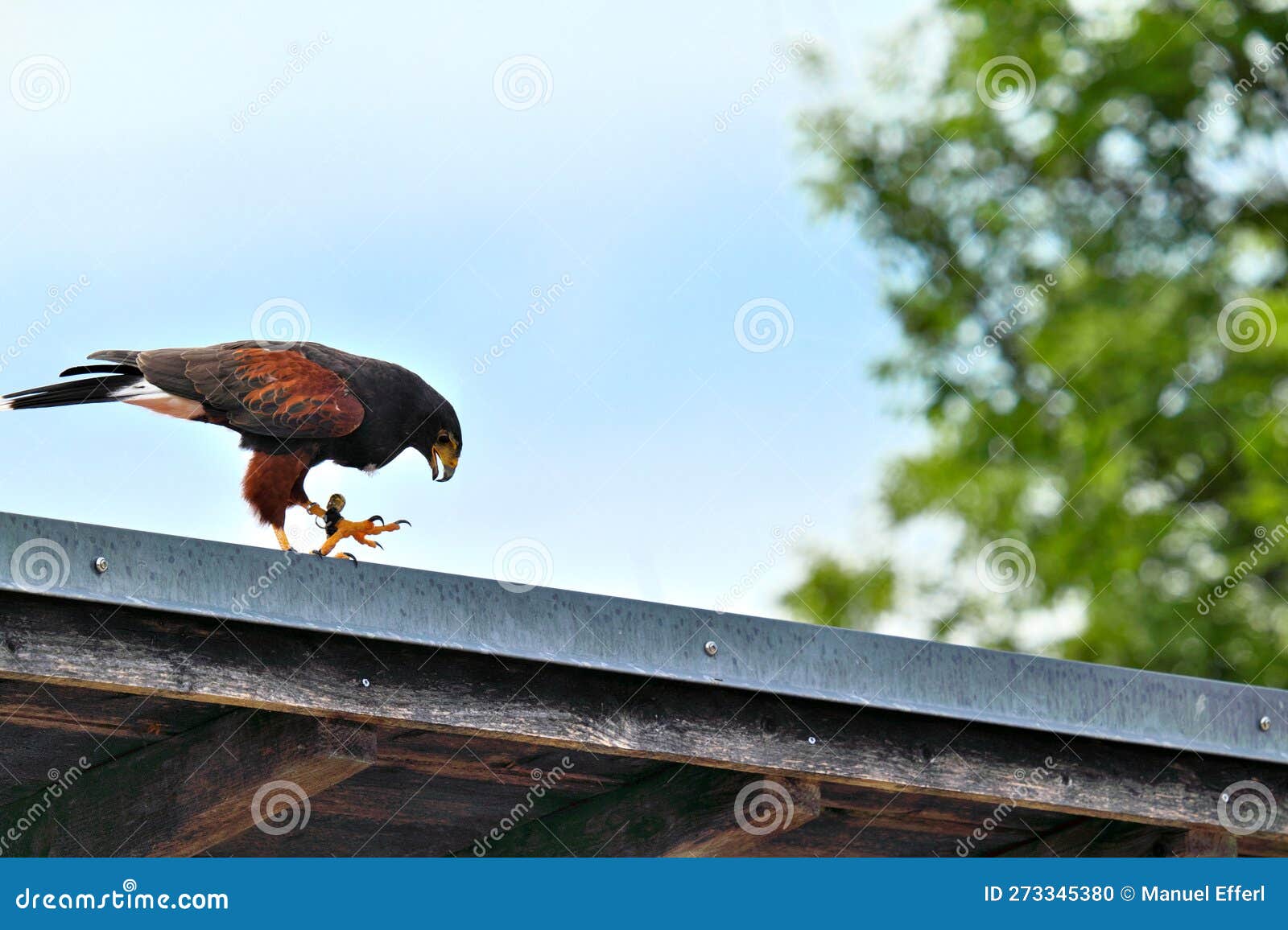 Harris s hawk on a rooftop editorial image. Image of beautiful - 273345380