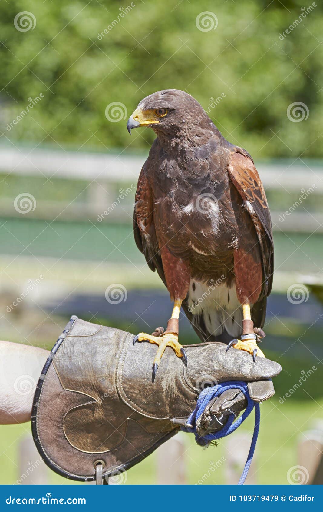 Harris`s Hawk stock image. Image of hunting, bird, captive - 103719479