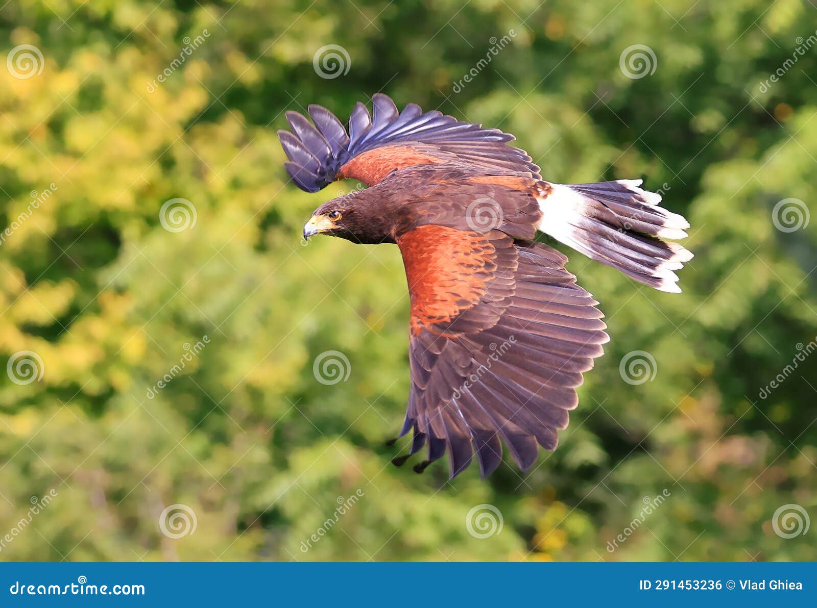Harris S Hawk Flying on the Green Background Stock Photo - Image of ...