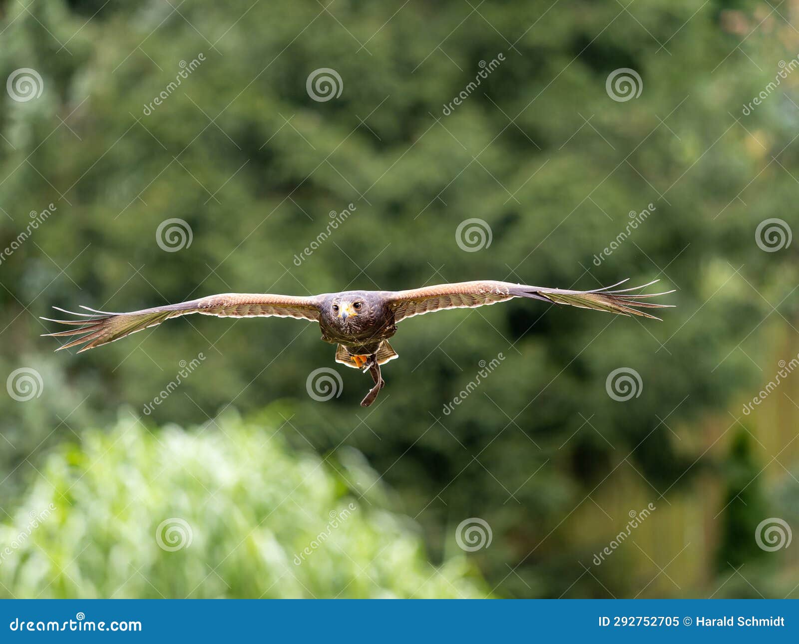 Harris S Hawk Flying Towards the Camera Stock Image - Image of hand ...
