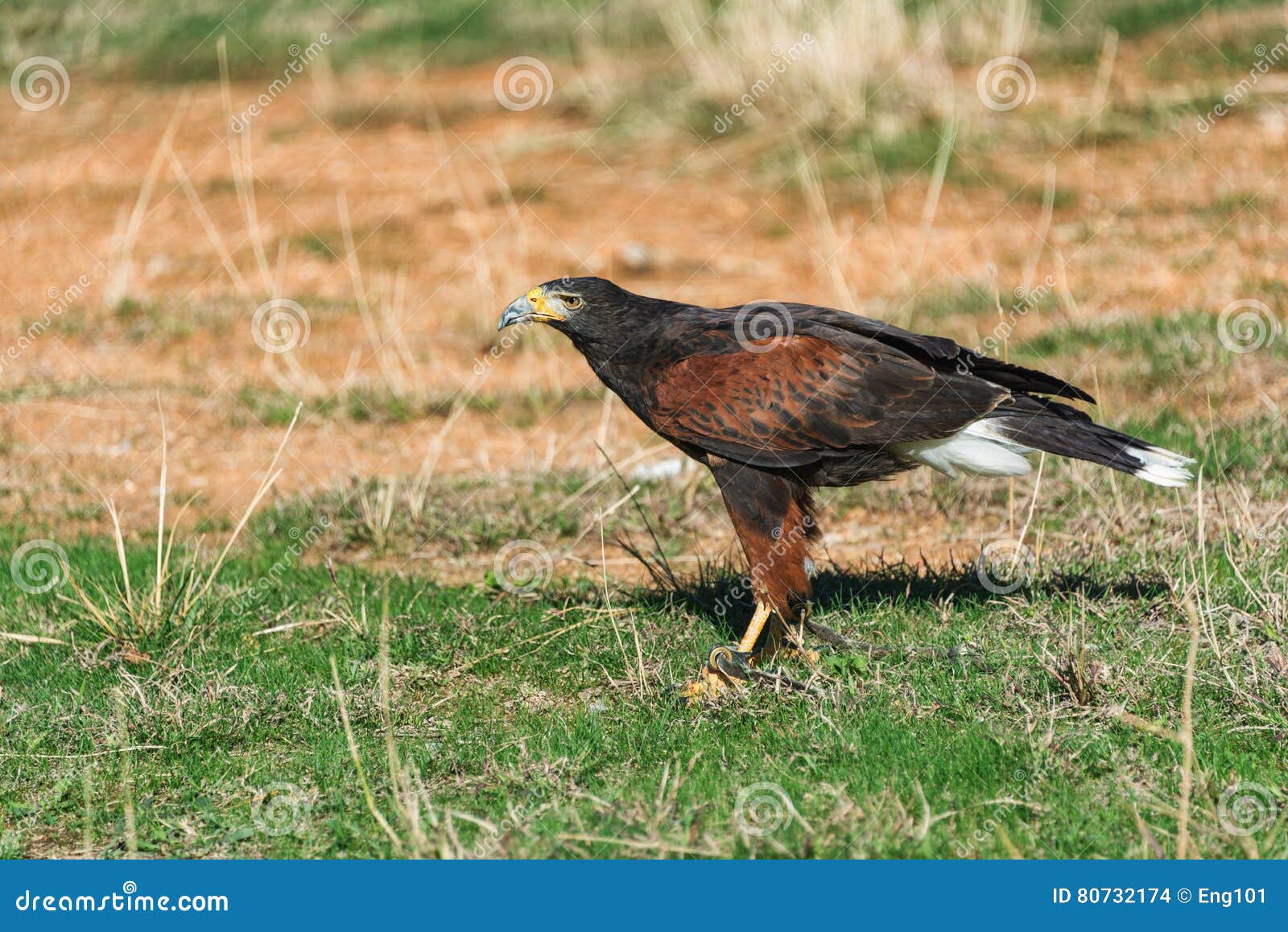 Hawk On The Ground Of A Field Royalty-Free Stock Photography ...