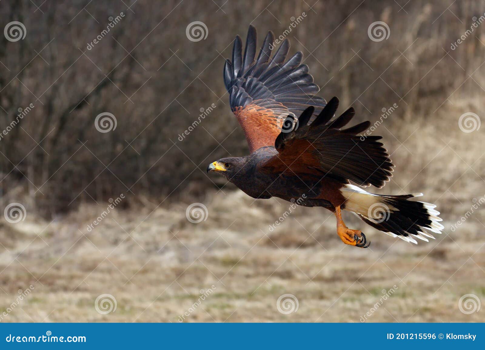 The Harris`s Hawk Parabuteo Unicinctus Formerly Known As the Bay-winged ...