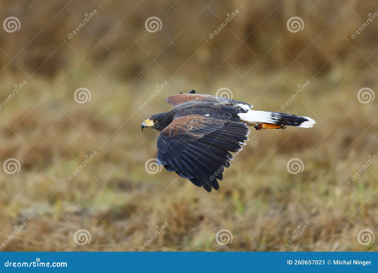 Harris`s Hawk Parabuteo Unicinctus Sailing Low Stock Image - Image of ...