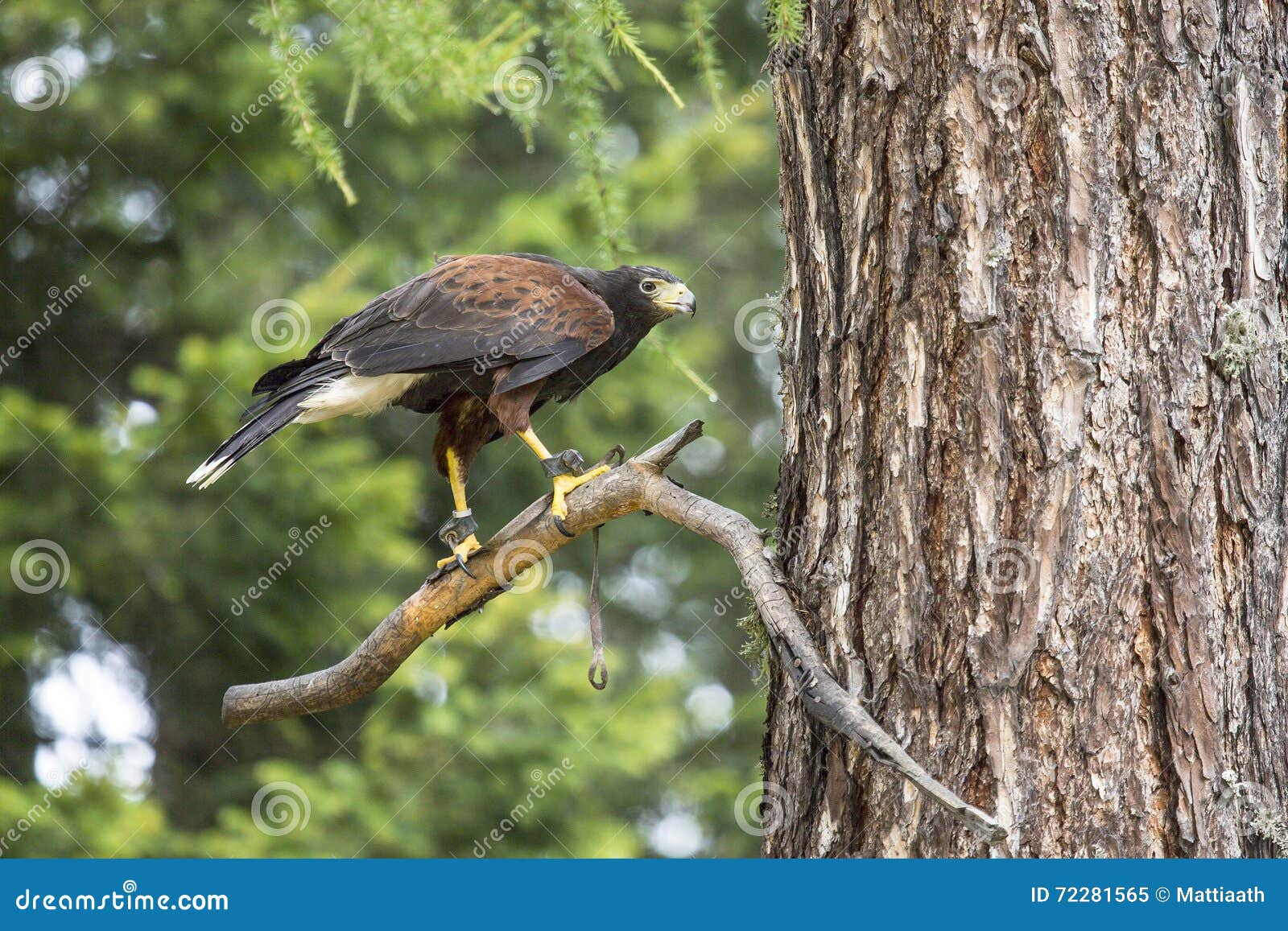Harris S Hawk Perched on a Branch Stock Image - Image of prey, hawk ...