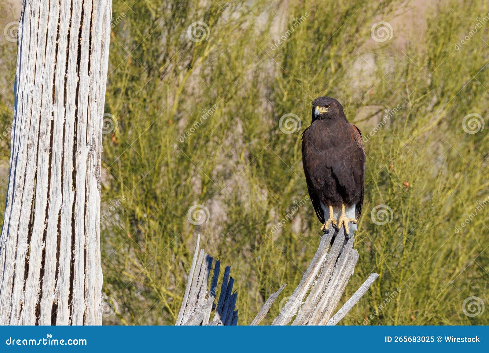 Harris S Hawk Perching on Tree Branch Stock Image - Image of flight ...