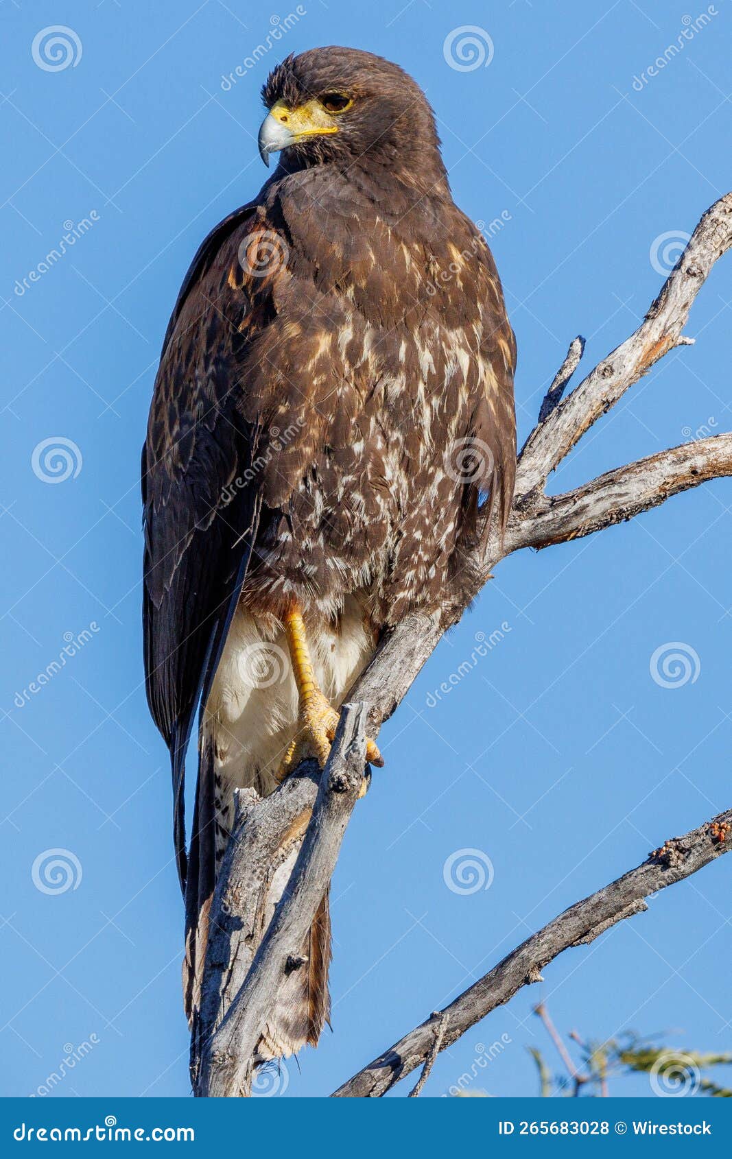 Harris S Hawk Perching on Tree Branch Stock Photo - Image of hawk, tree ...