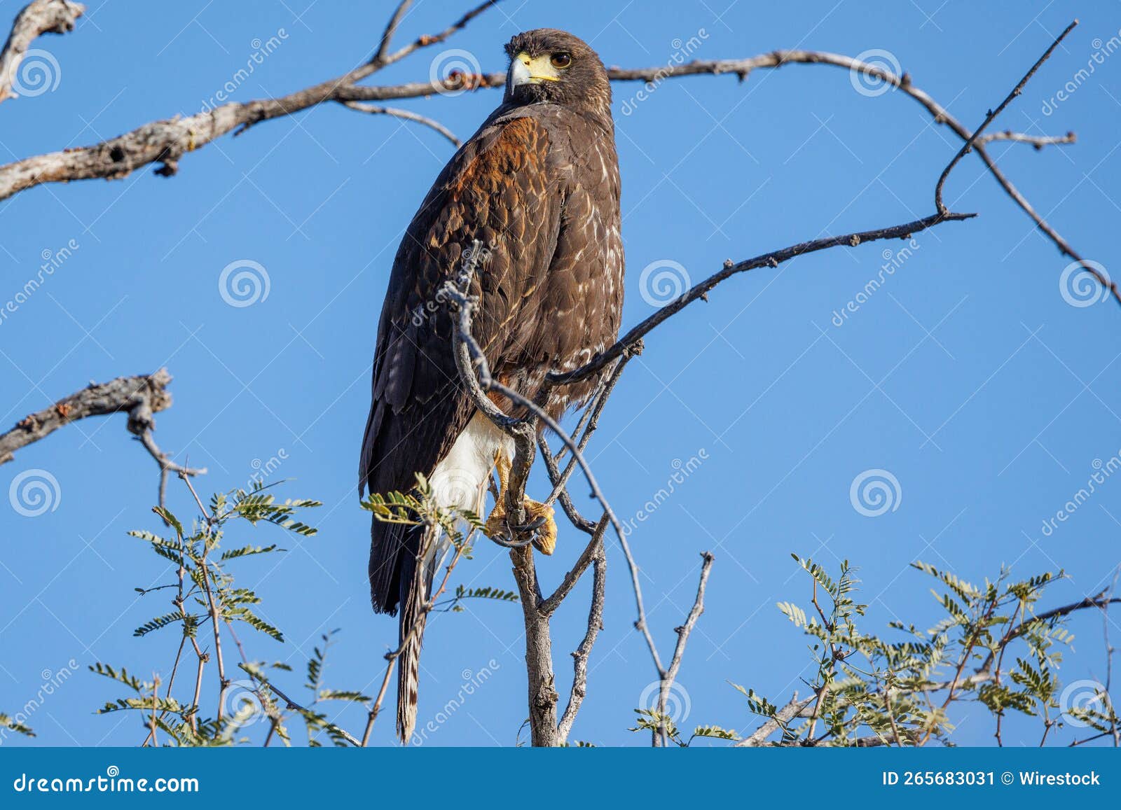 Harris S Hawk Perching on Tree Branch Stock Image - Image of dusky ...