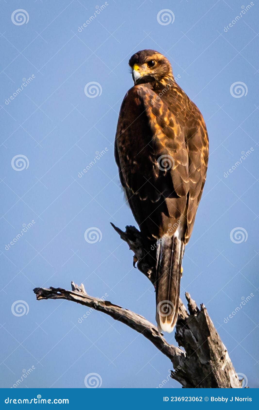 Harris`s Hawk Resting in a Tree Stock Photo - Image of harriss, raptor ...