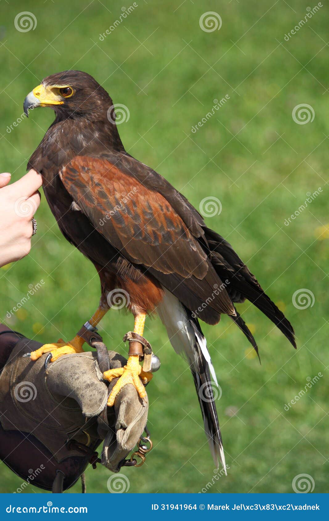 Harris S Hawk Sitting on Hand Stock Photo - Image of unicinctus, harris ...