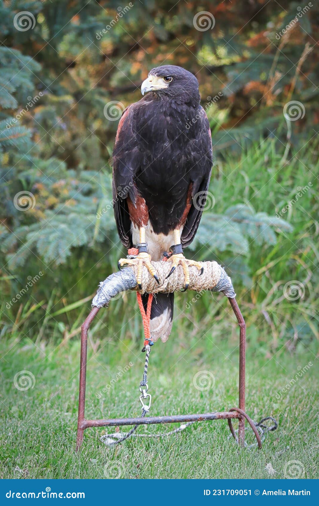A Harris S Hawk Sitting on a Perch Stock Image - Image of hunter ...