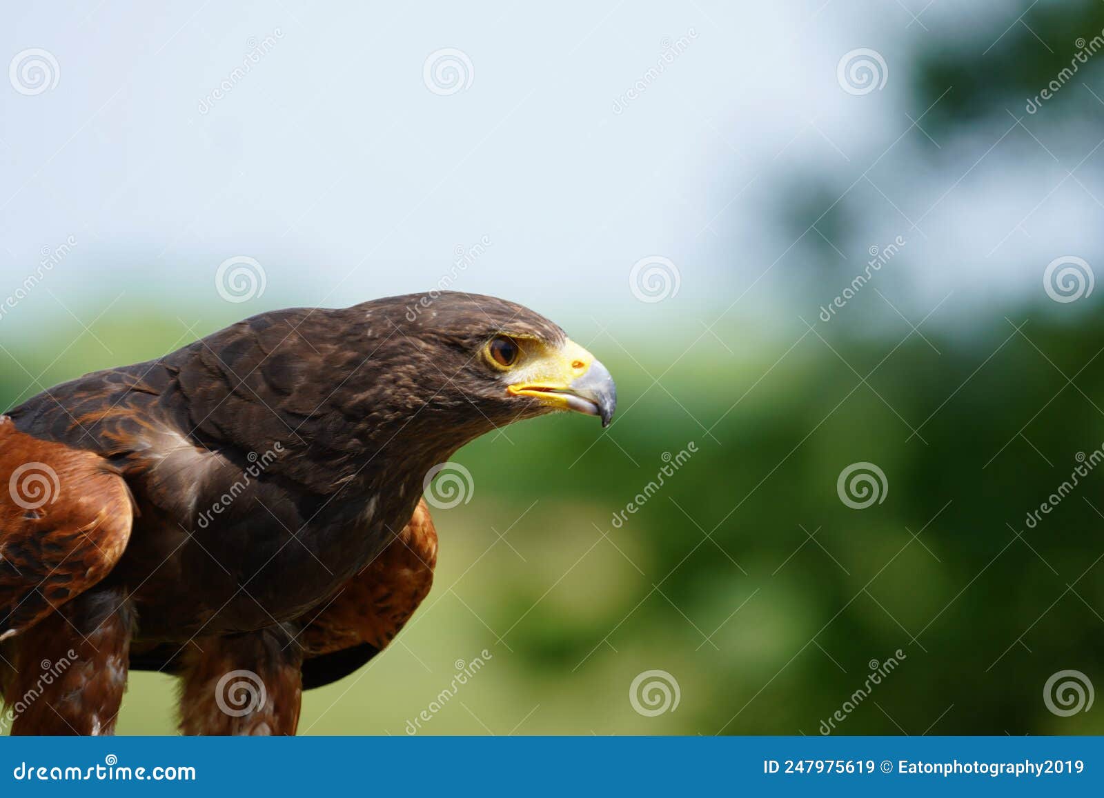 Harris`s hawk in the sun stock image. Image of dusky - 247975619