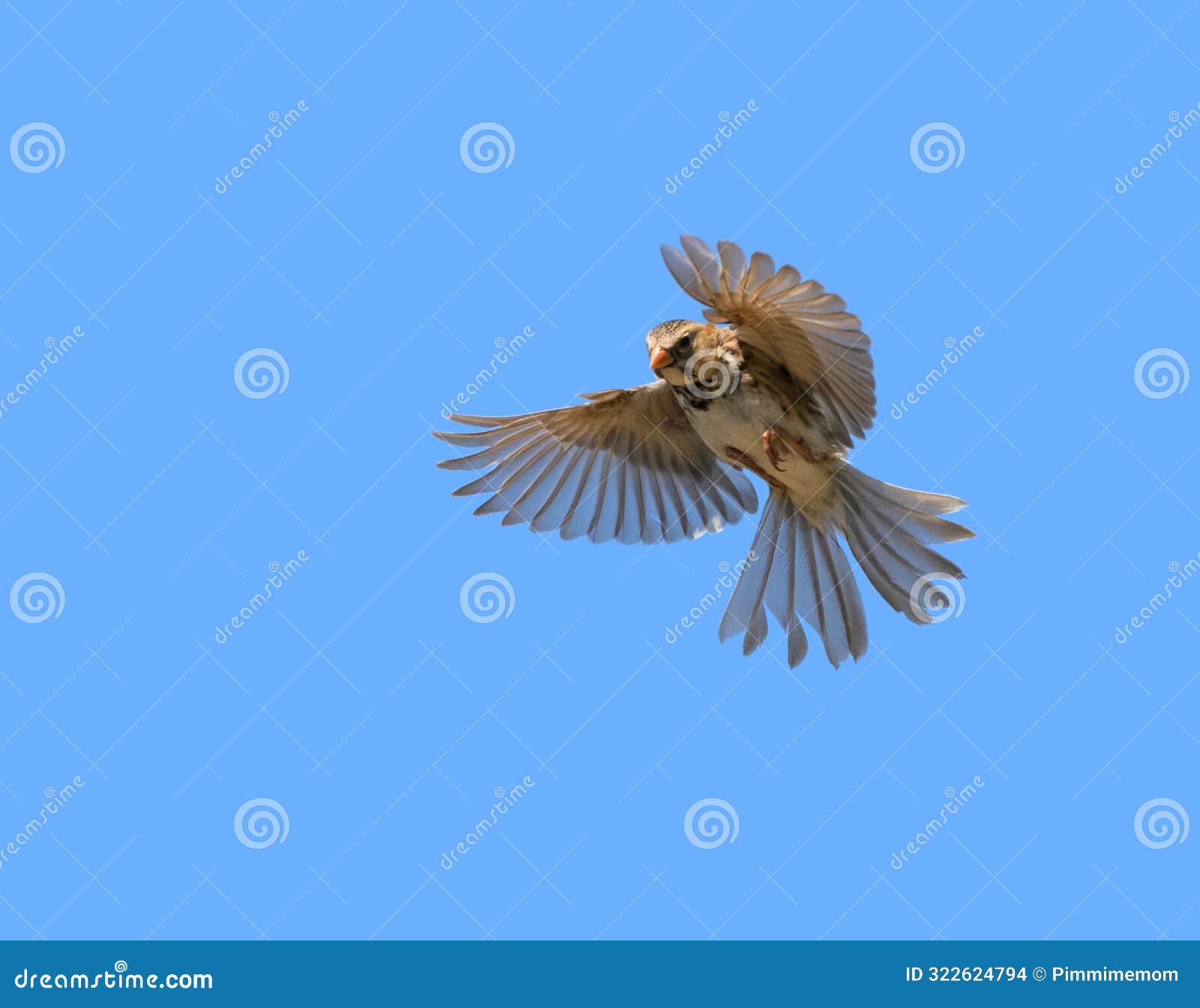 Harris S Sparrow in Flight, with Wing and Tail Feathers Spread Out ...