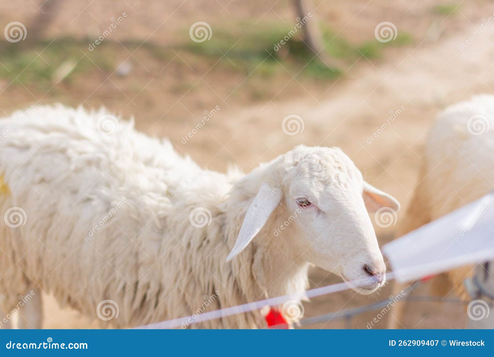 Harris Sheep Looking Around in the Zoo. Stock Image - Image of happy ...