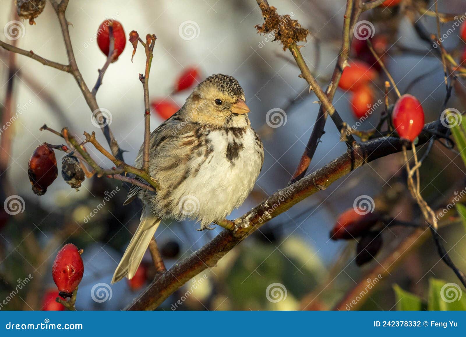 Harris Sparrow bird stock photo. Image of wildlife, birds - 242378332