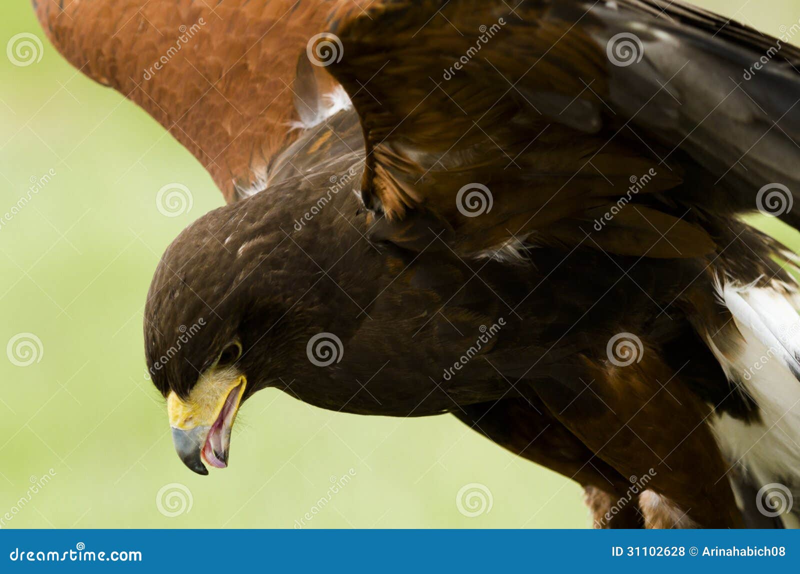 Harriss Hawk stock photo. Image of animal, animals, falconry - 31102628