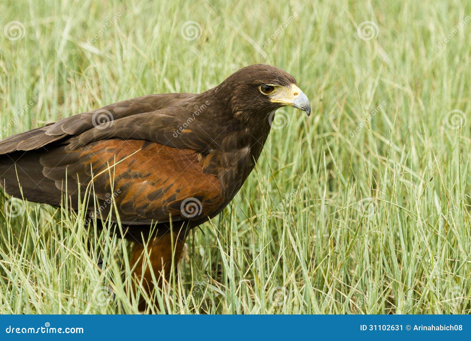 Harriss Hawk stock image. Image of baywinged, head, eyes - 31102631