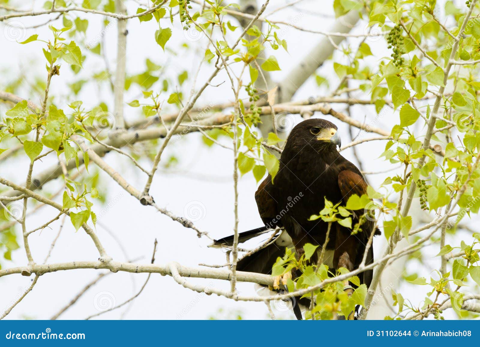 Harriss Hawk stock photo. Image of nature, disambiguation - 31102644