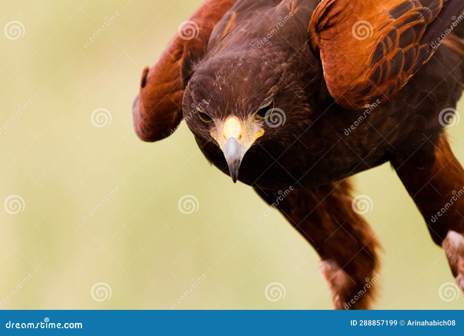 Harriss Hawk stock image. Image of bird, falconry, wildlife - 288857199